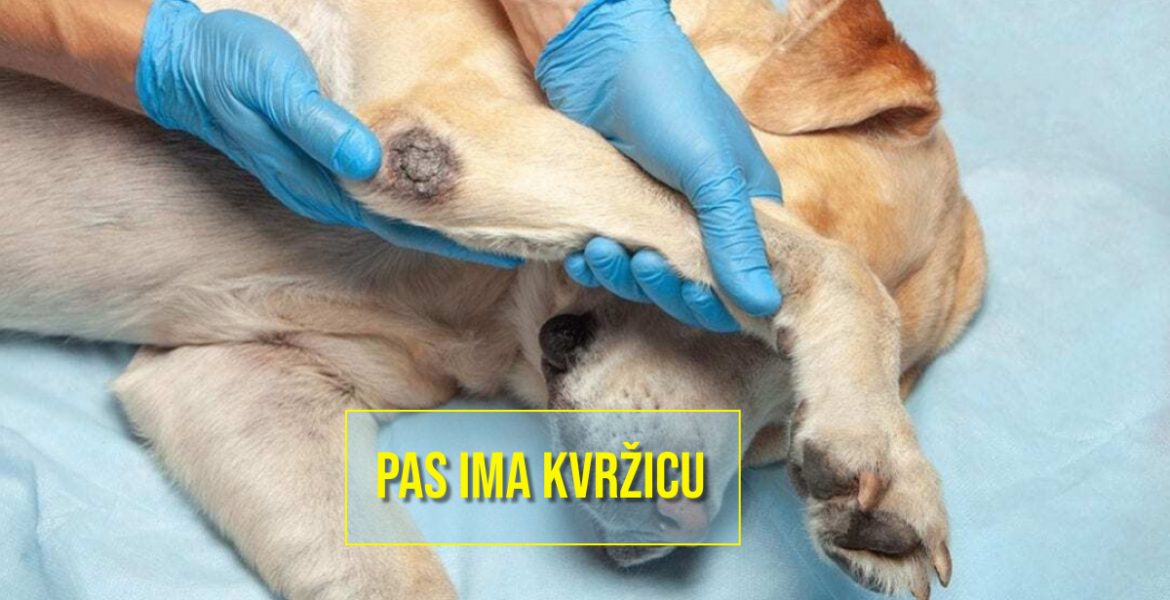 MOJ PAS IMA KVRŽICU - PET PORTAL