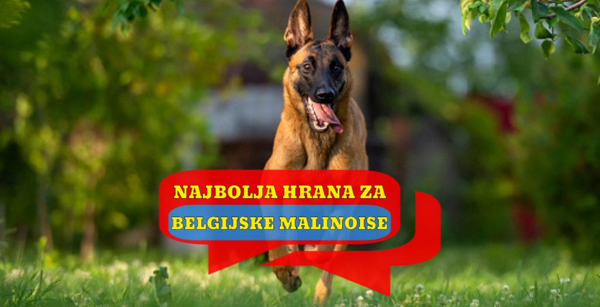 NAJBOLJA HRANA ZA BELGIJSKE OVČARE MALINOIS - PET PORTAL