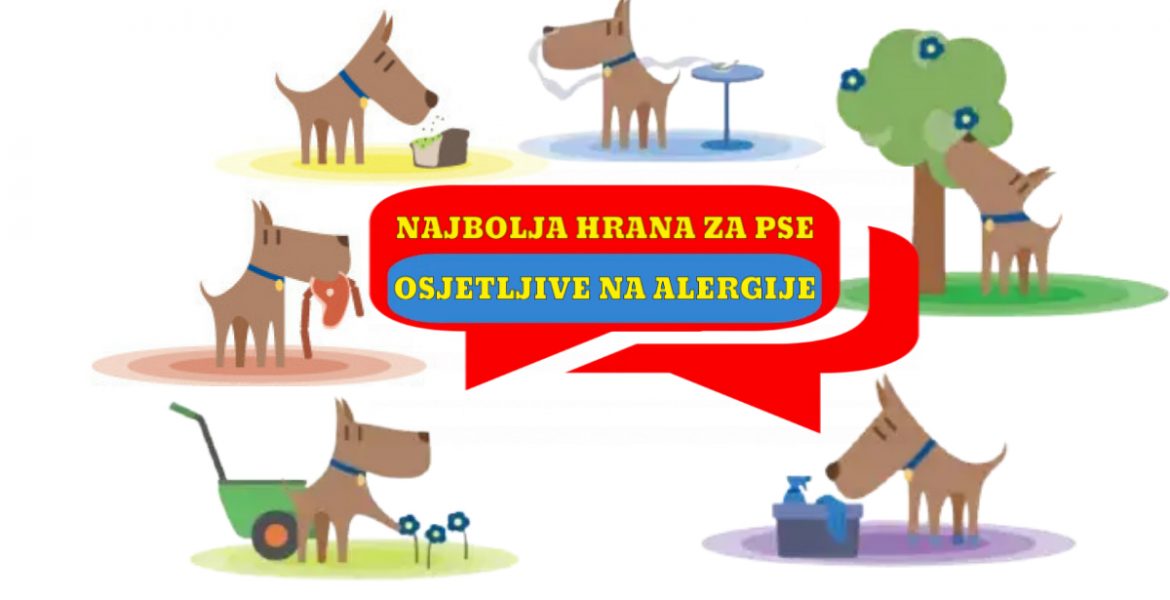 NAJBOLJA HRANA ZA PSE OSJETLJIVE NA ALERGIJE - PET PORTAL