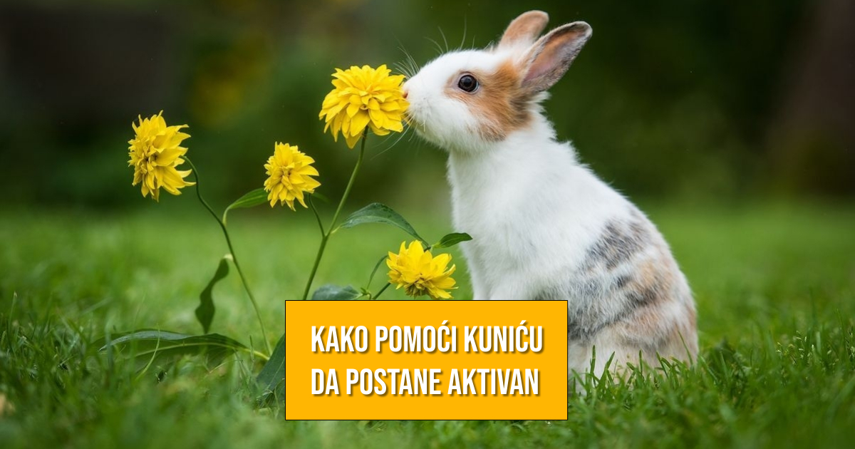 KAKO POMOĆI KUNIĆU DA POSTANE AKTIVAN - PET PORTAL