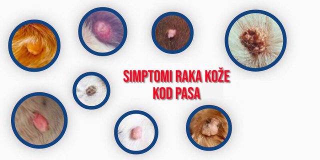 RAK KOŽE KOD PASA - PET PORTAL