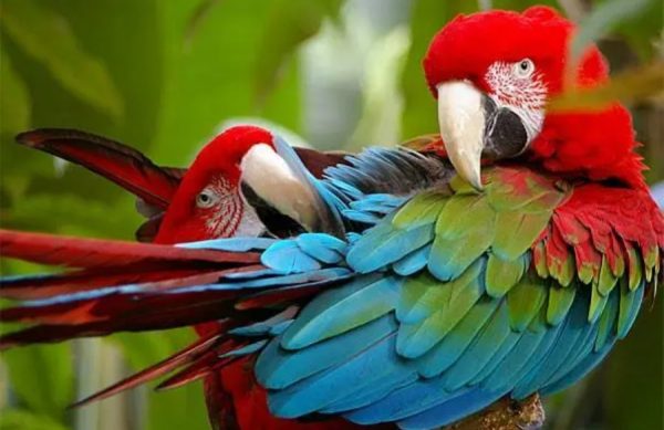 HORMONALNI POREMEĆAJ KOD PTICA - PET PORTAL