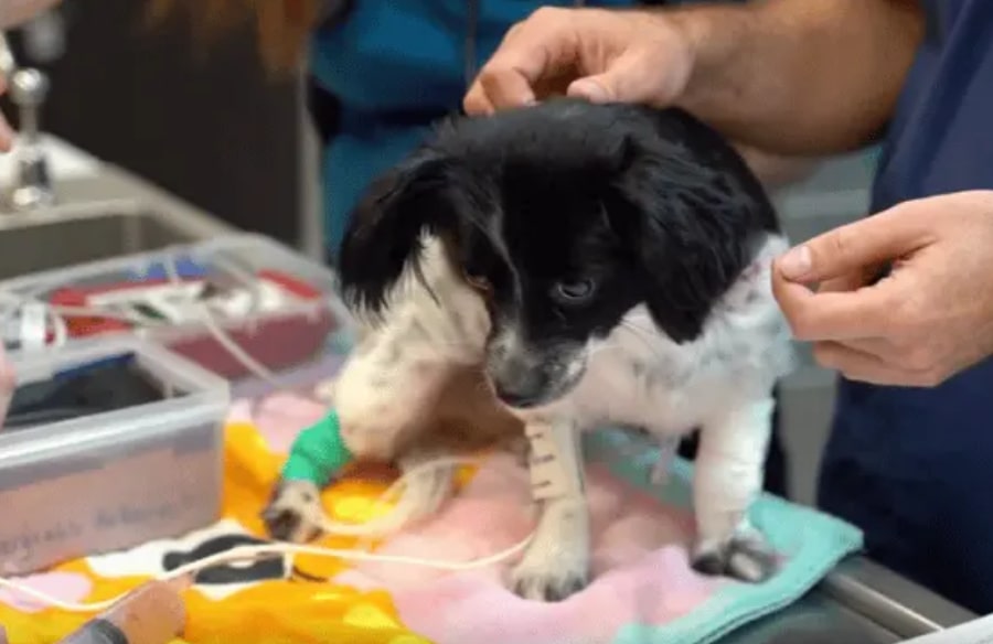 UGRIZI ZMIJA KOD PASA - PET PORTAL