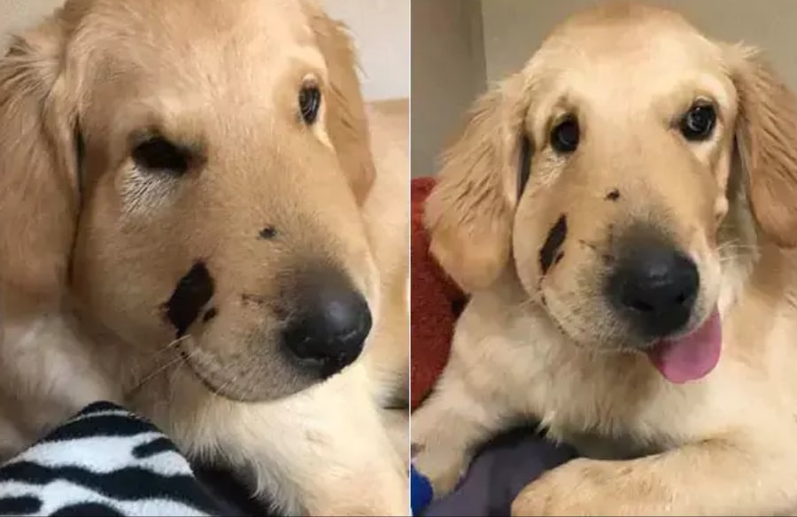 UGRIZI ZMIJA KOD PASA - PET PORTAL