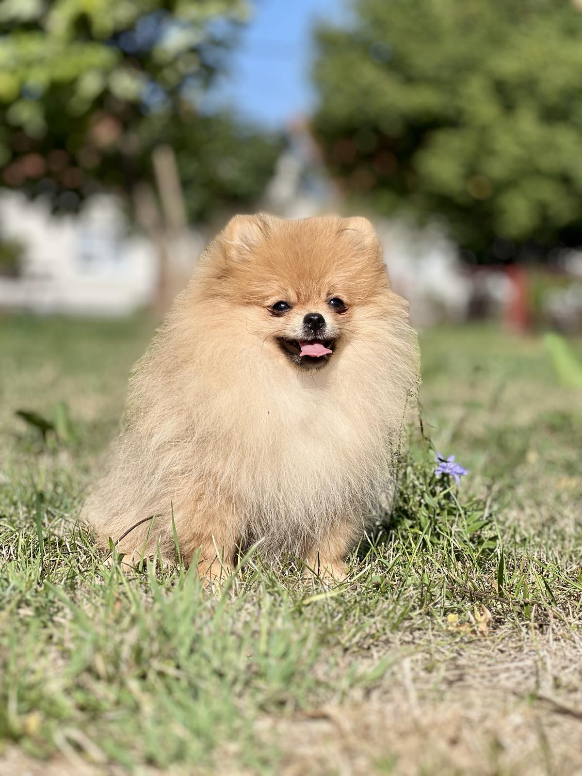 Pomeranac štene - PET PORTAL